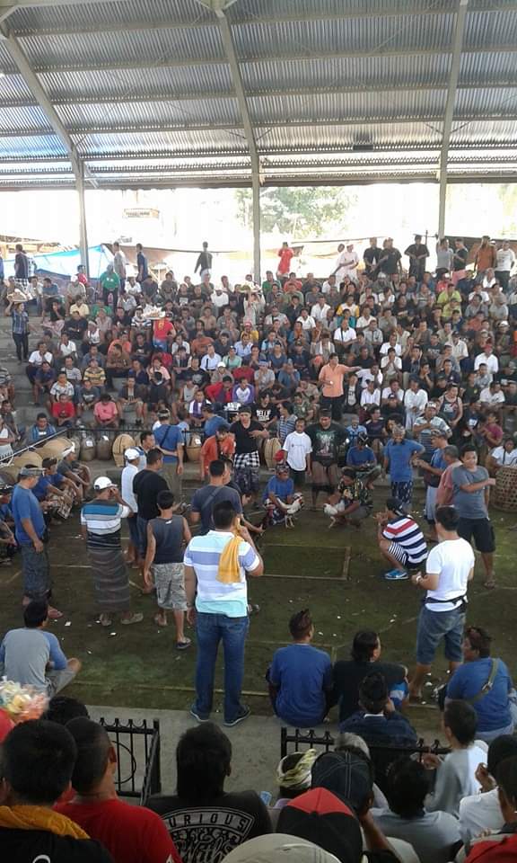 Kapolda, Kapolres, Kapolsek Ogah Dicopot, Tajen Segera Punah dari Bali ...