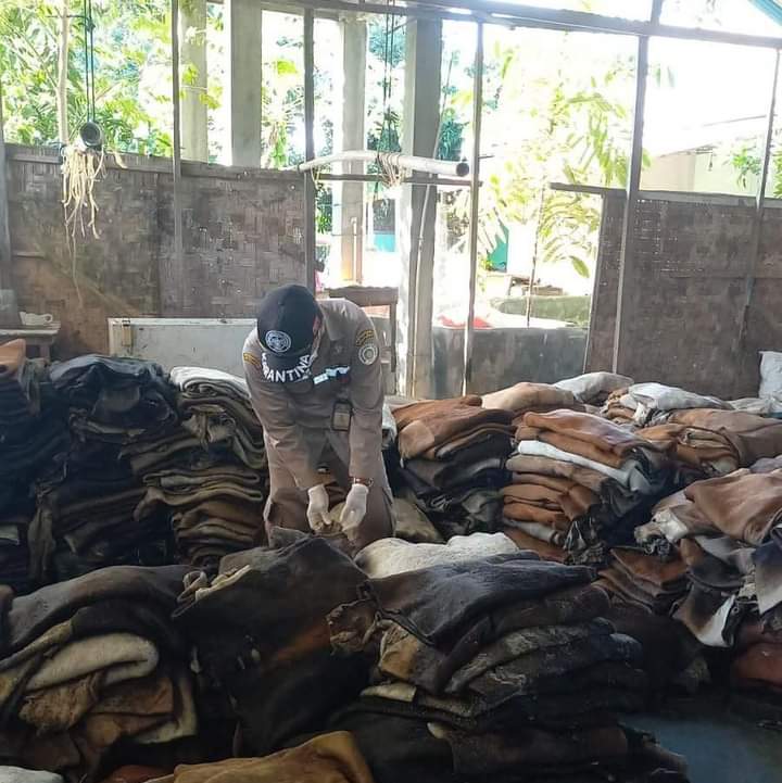 30 Ton Kulit Sapi Garaman Tujuan Sidoarjo Dicek Karantina Pertanian ...